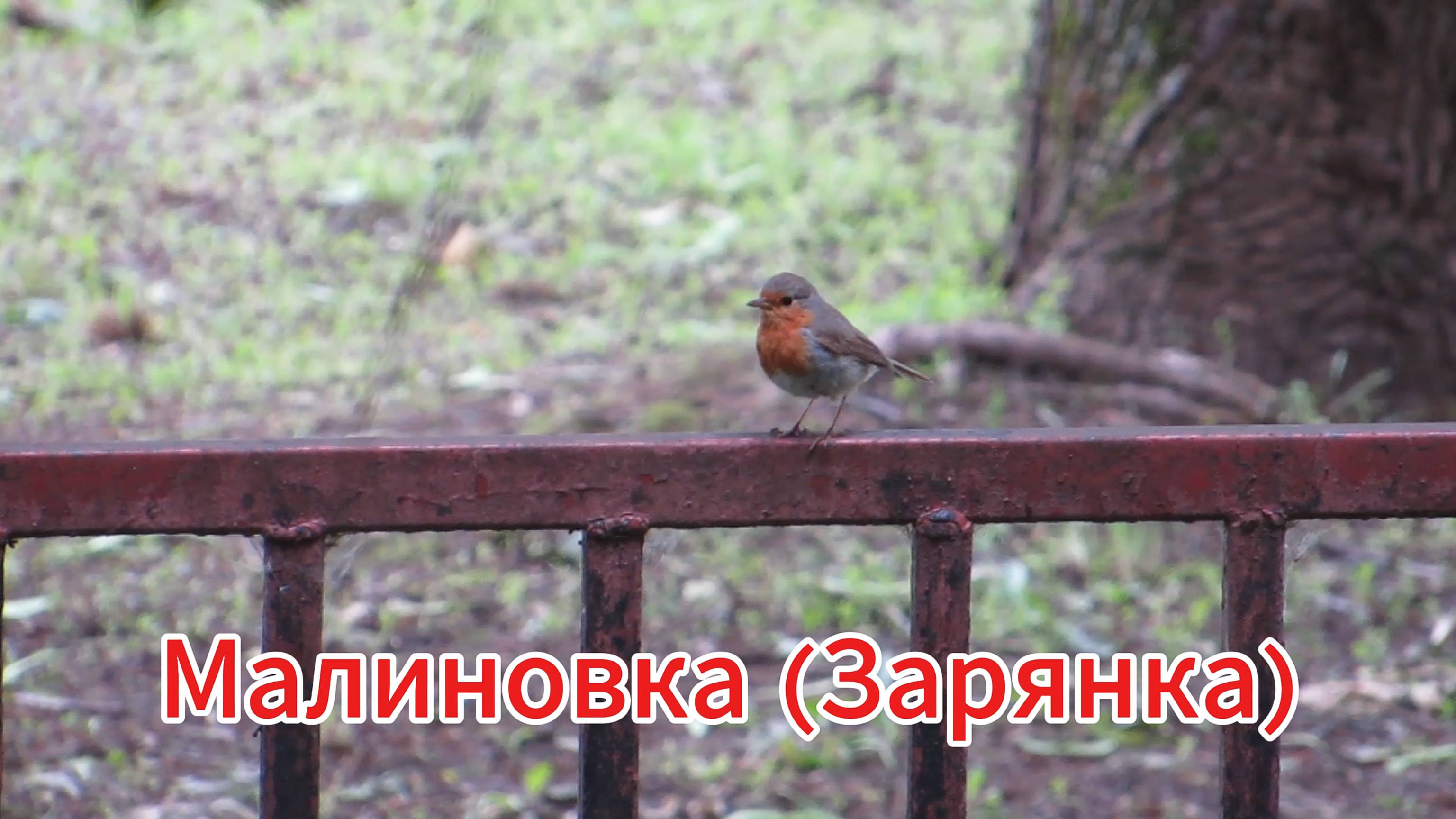 Малиновка (Зарянка)