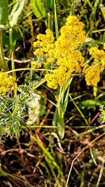 Лето в разгаре, заливные луга.. Сторонка Родная..