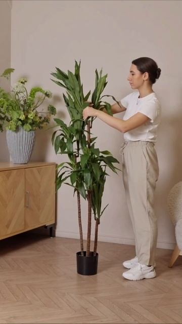 Расправляем драцену Treez Collection Джанет Крэйг