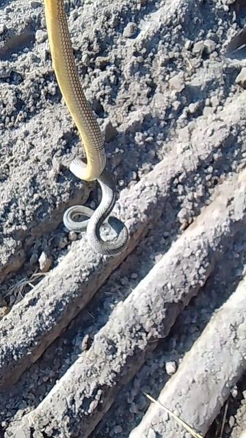 не дал поспать желтобрюху