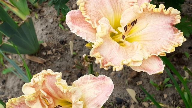 лилейник DARLA ANITA