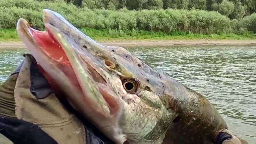 ЗАШЕВЕЛИЛАСЬ РЫБКА ! Рыбалка на Оби 1 сентября 2025г.