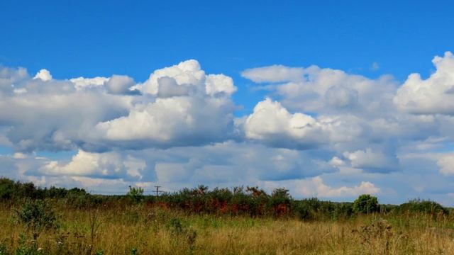 Облепиховое раздолье