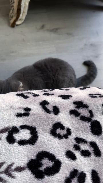 КошКомиксы. Серия 32 «Возьмите играть!»