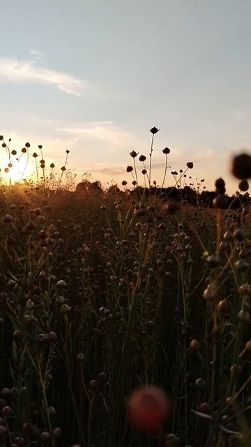 Август шепчет.. Сторонка Родная..