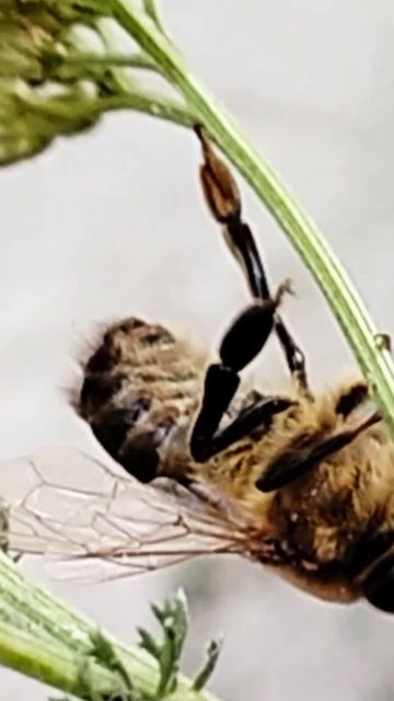 Какие-то странные пчёлы..чёрные..,наверное дикие..Про тех кто живёт рядом..