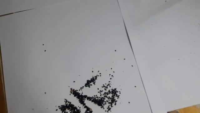 Сбор семян на следующий год