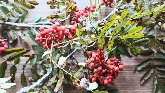 Где, как, когда собирать красную рябину