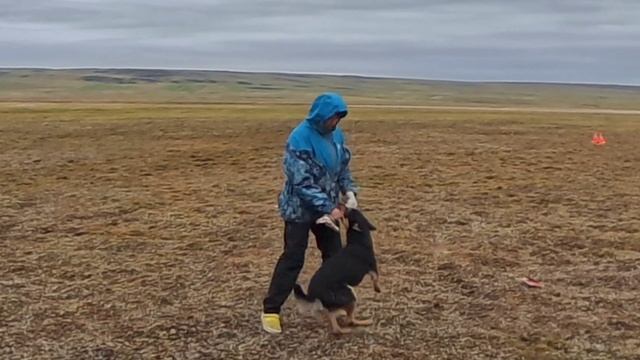 18_наши собаки