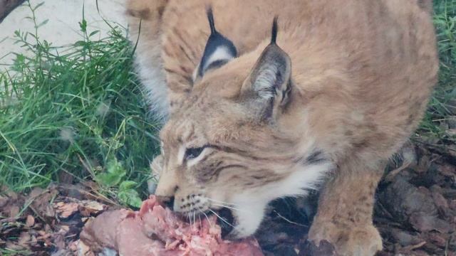 Рысь за трапезой