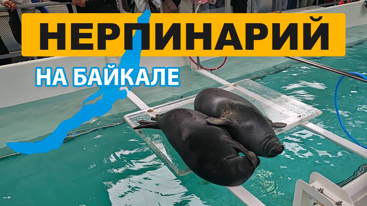 Нерпинарий на Байкале: Удивительное Шоу Байкальских Нерп