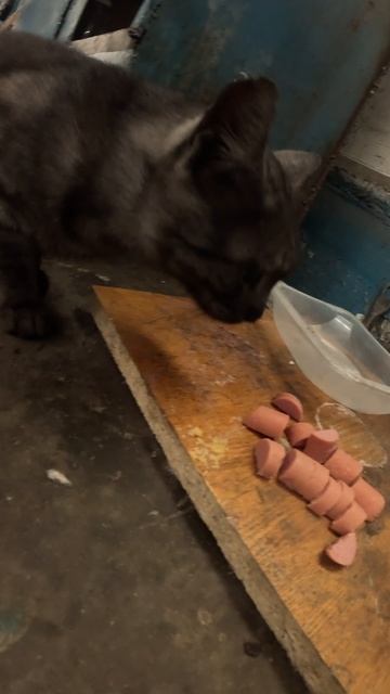 Заводской Котя кушает