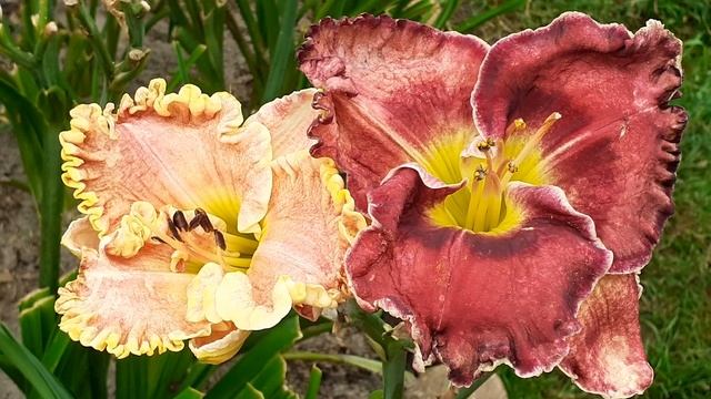 лилейники DARLA ANITA & JUST AS I AM