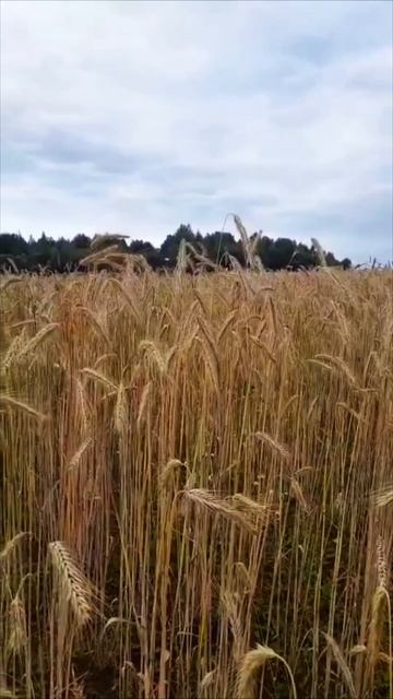 Прощался Август с летом..Сторонка Родная..