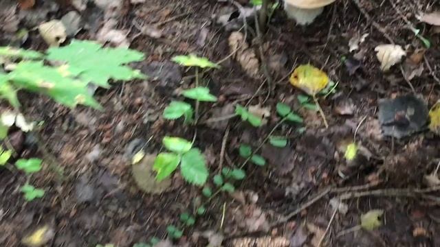 Рыжики для соления.03.09.25.