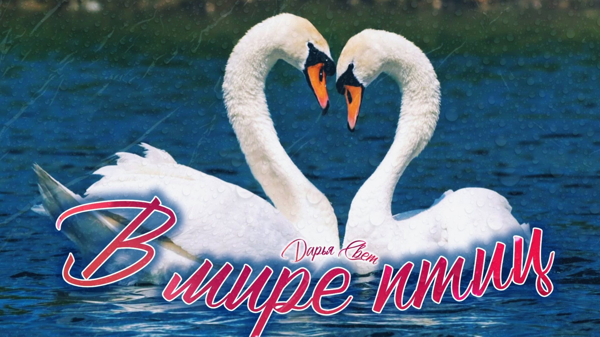 ВДНХ. Каменские пруды. Лебеди. Семейство лебедей. Сентябрь 2025