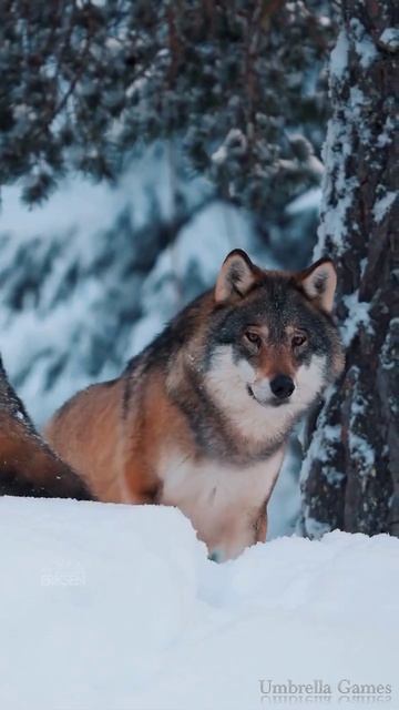 Охотник и волчонок - Смотреть до конца - до мурашек