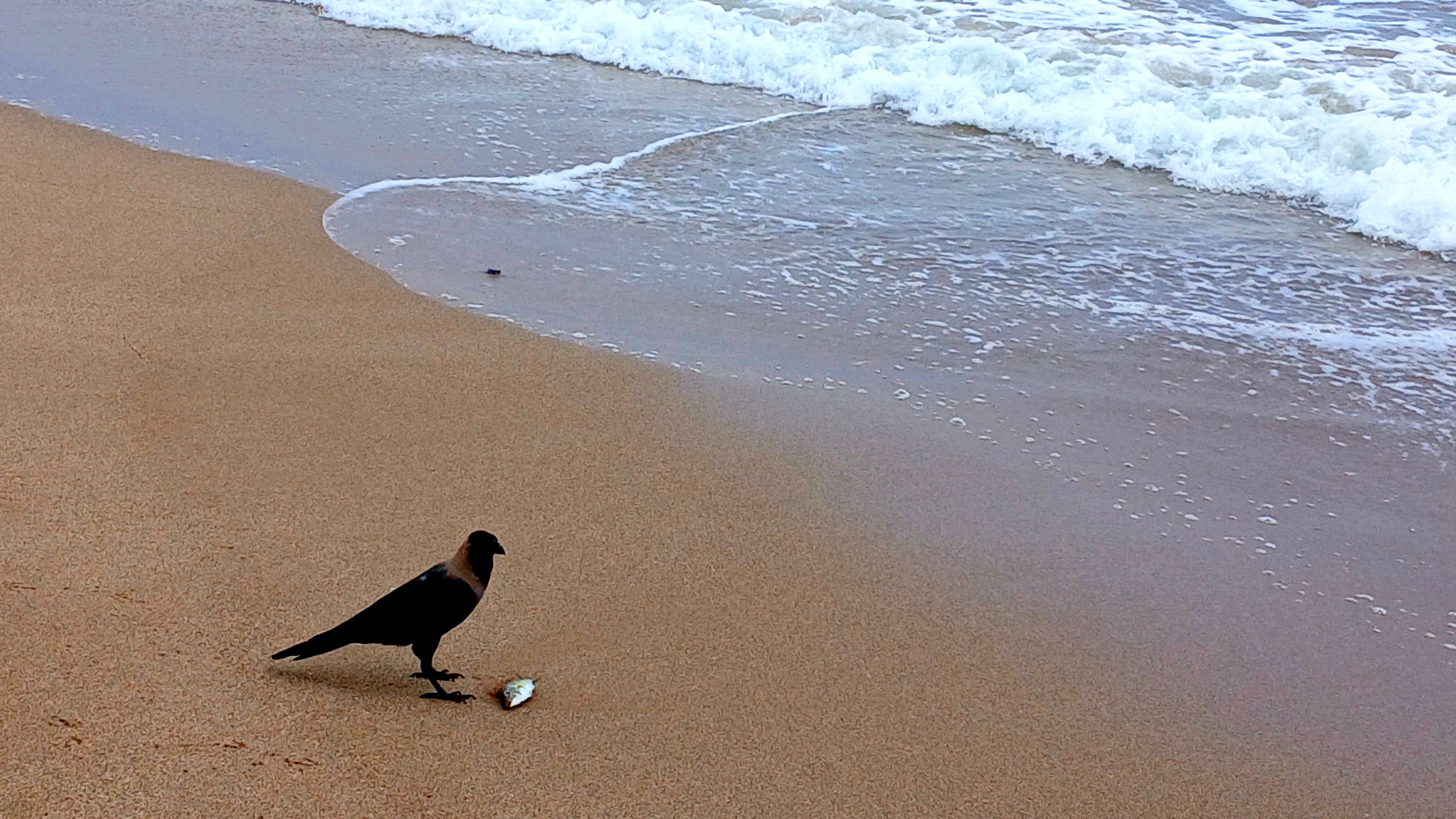 ВОРОНА ПОЙМАЛА РЫБУ. ВОРОНА И ОКЕАН. ЗАБАВНАЯ ВОРОНА