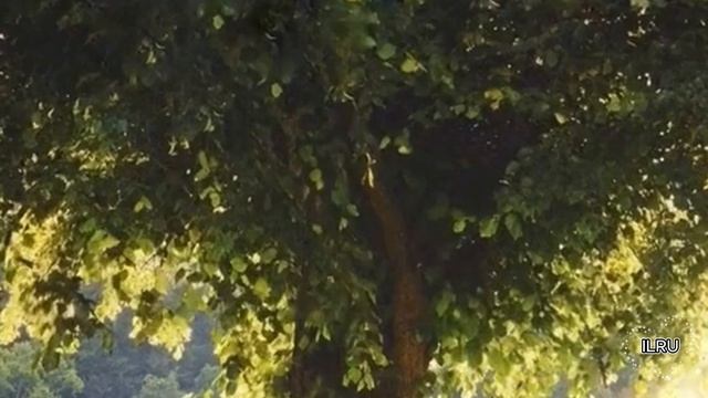 Реальные истории из жизни слушать онлайн. Как невеста потеряла любимого дза неделю до брака...