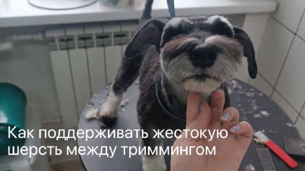 Как поддерживать шерсть жесткошерстных собачек между триммингом? #триммингсобак #цвергшнауцер #собак