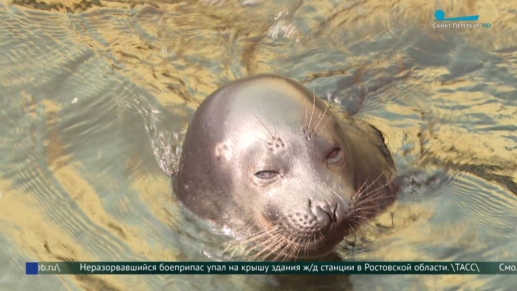 Загородная жизнь Крошика и Шлиссика