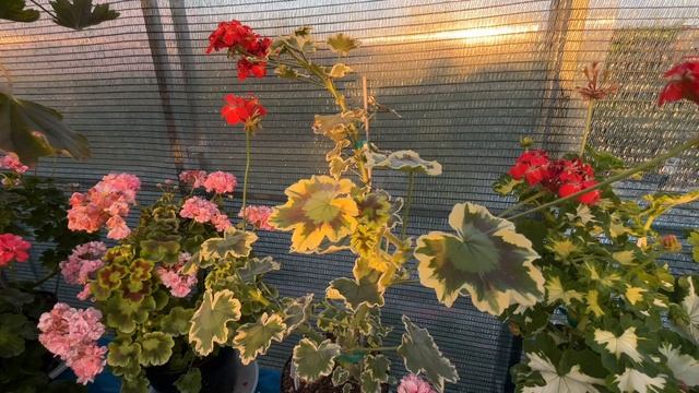 Пестролистные пеларгонии 2025