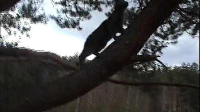 Кот мой Ваька на дереве в лесу.