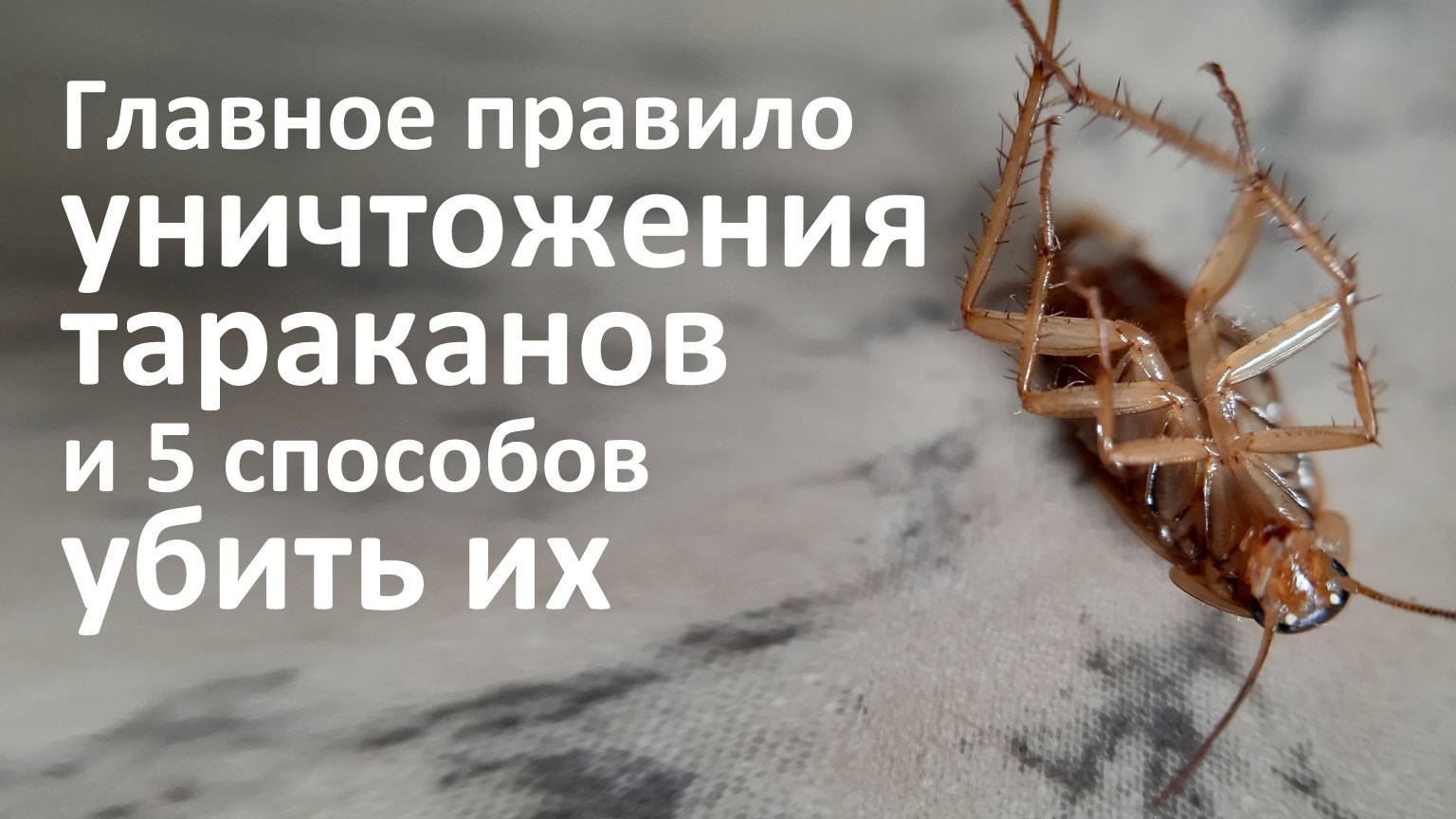 Как уничтожить тараканов в домашних условиях навсегда? Пример из практики...