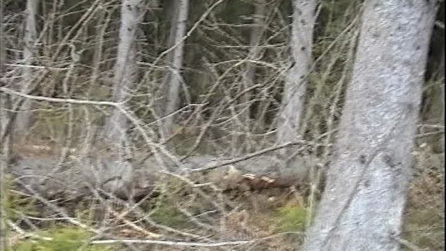 Кот Васька на природе.