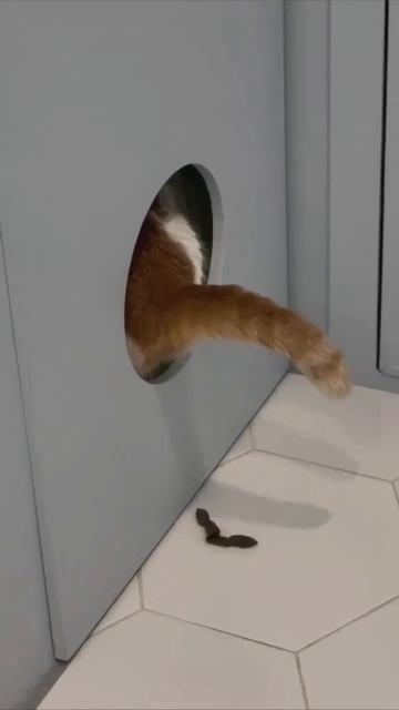 Кошке купили умный лоток, но не показали, как им пользоваться.