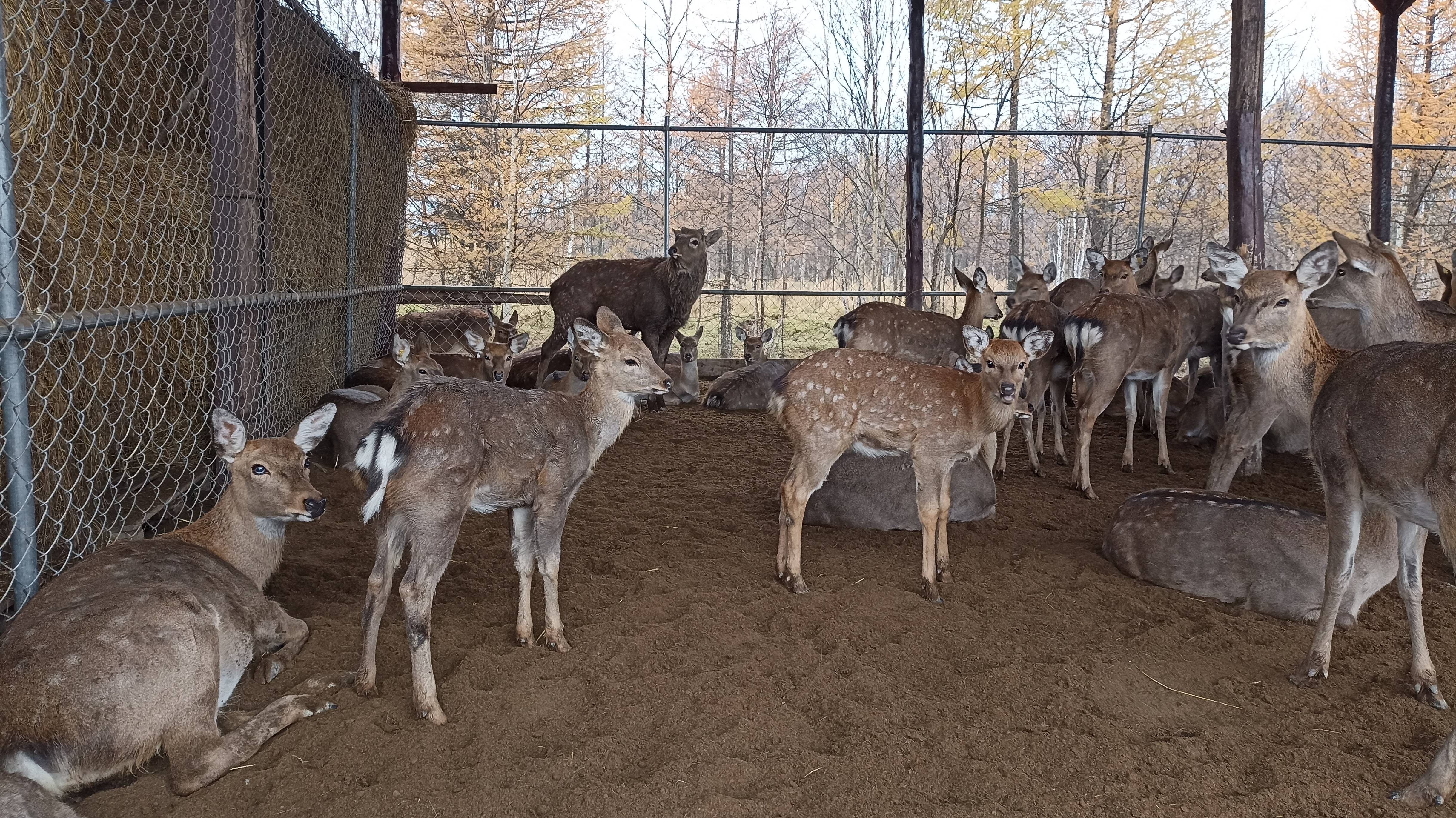 Сахалинская эко-ферма. 7 часть. Оленеводческое хозяйство