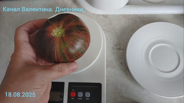 Обзор томата сорта "Мятежный звездный истребитель" середина вгуста 2025