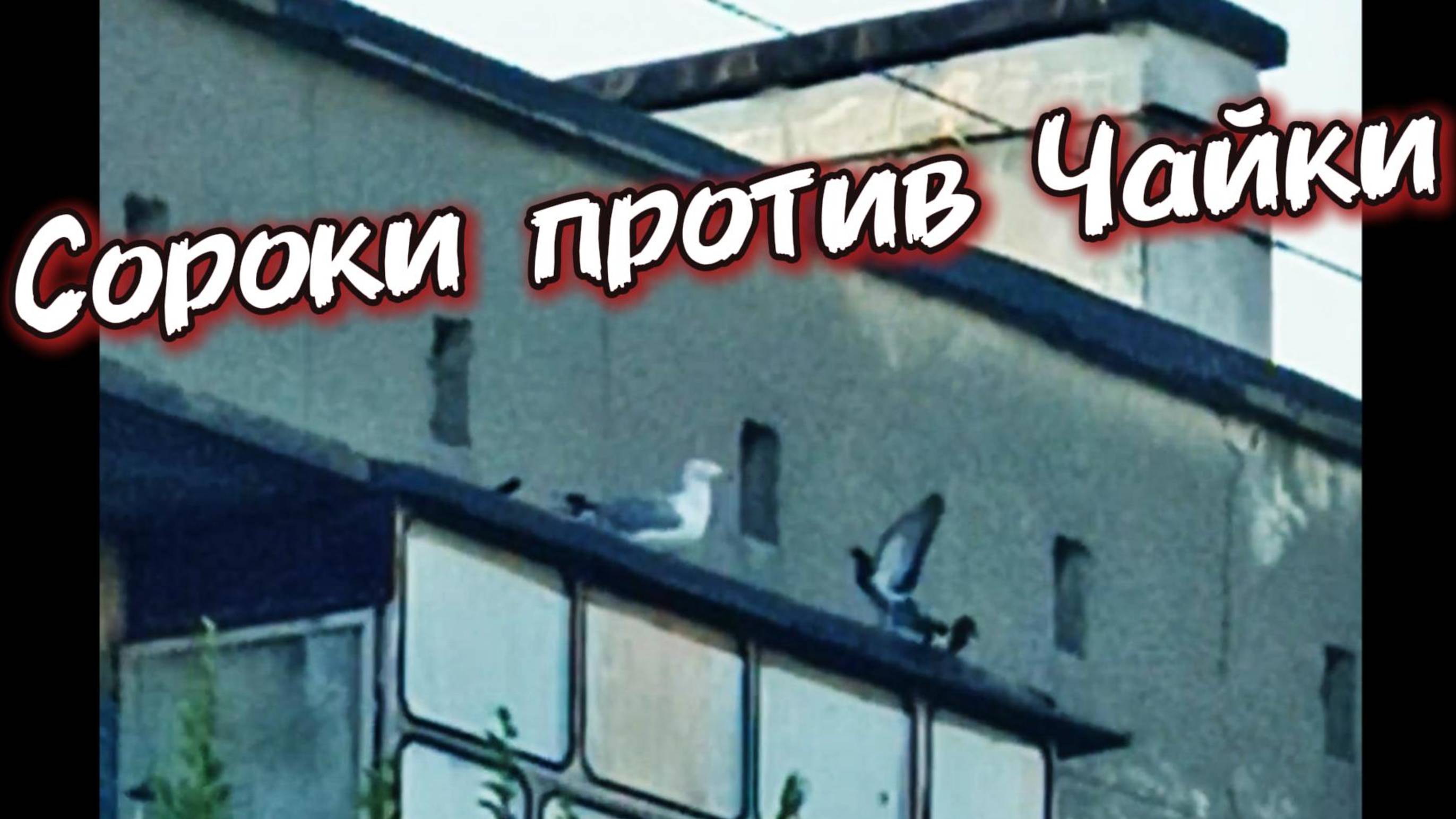 Сороки против Чайки