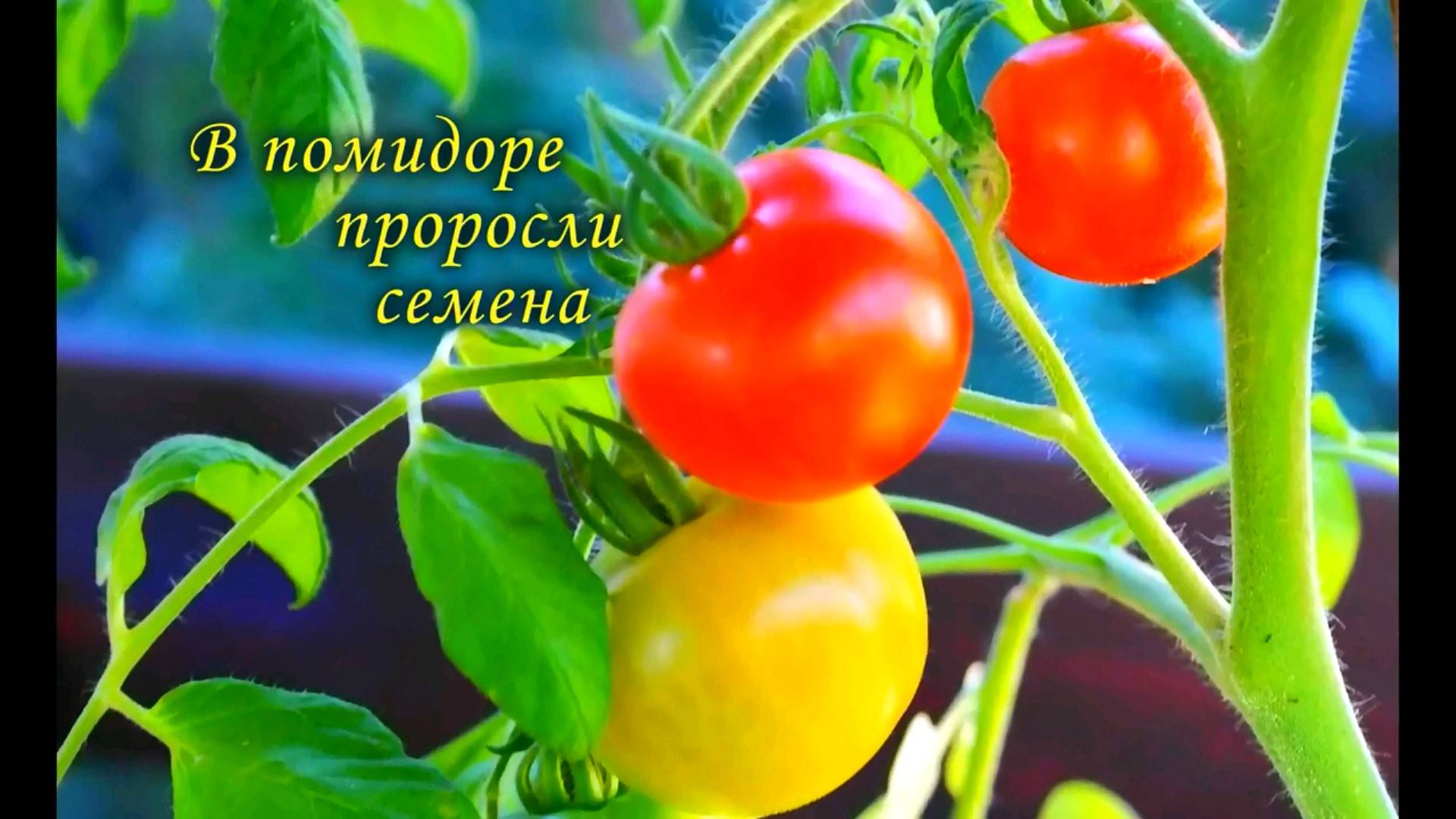 Интересный  помидор