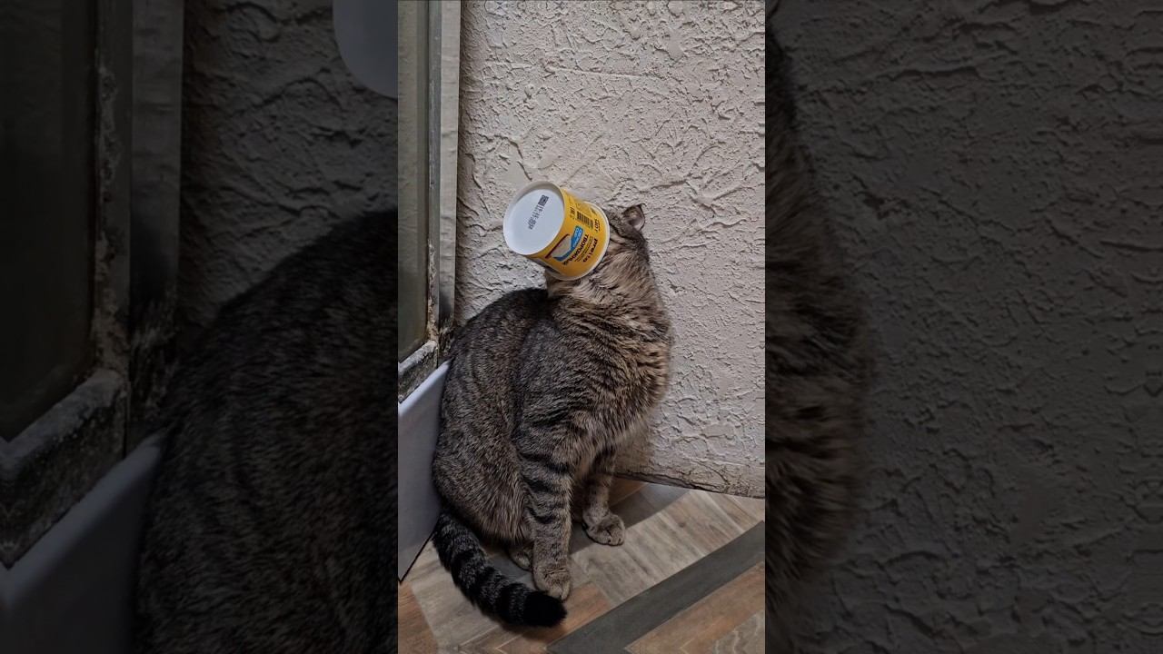 Кот застрял