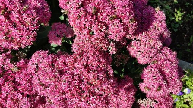 Пчёлы на очитке и дятел на сосне. 3 сентября 2025 года