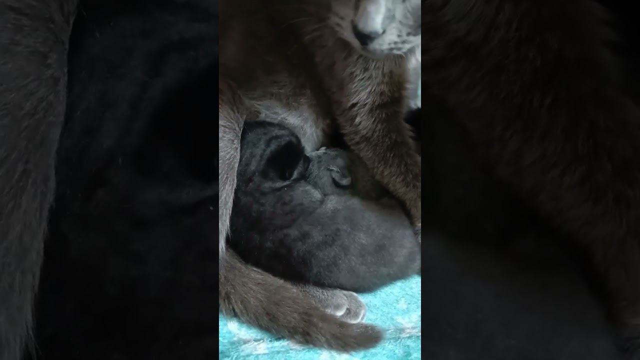 Необычная ситуация!