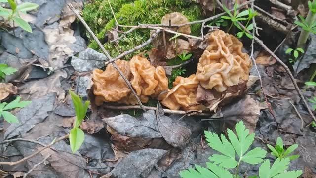 Первые весенние грибы в Башкирии 2 мая 2025г. Строчки, дисцина щитовидная и неизвестные экземпляры.