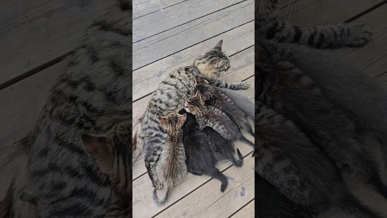 Котята кушают