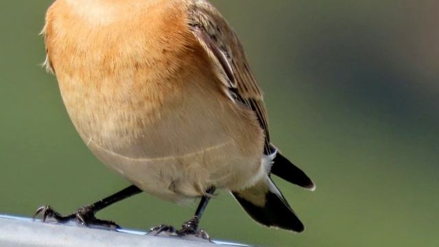 Птички - уточки, каменка, вороны