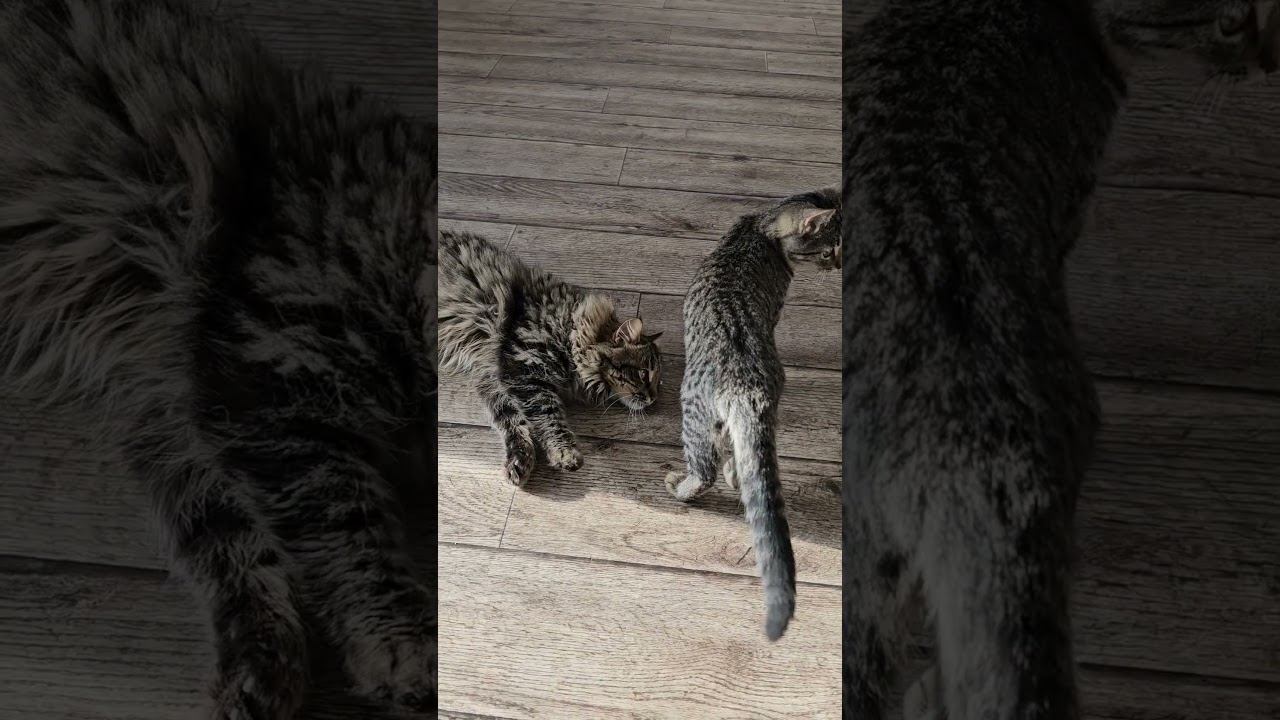 Грустный кот