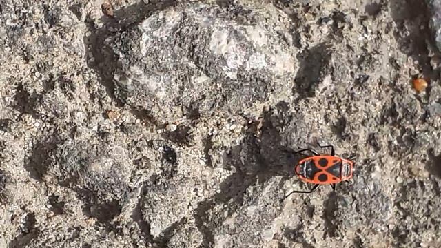 клоп солдатик, красноклоп бескрылый, козачёк, красный клоп