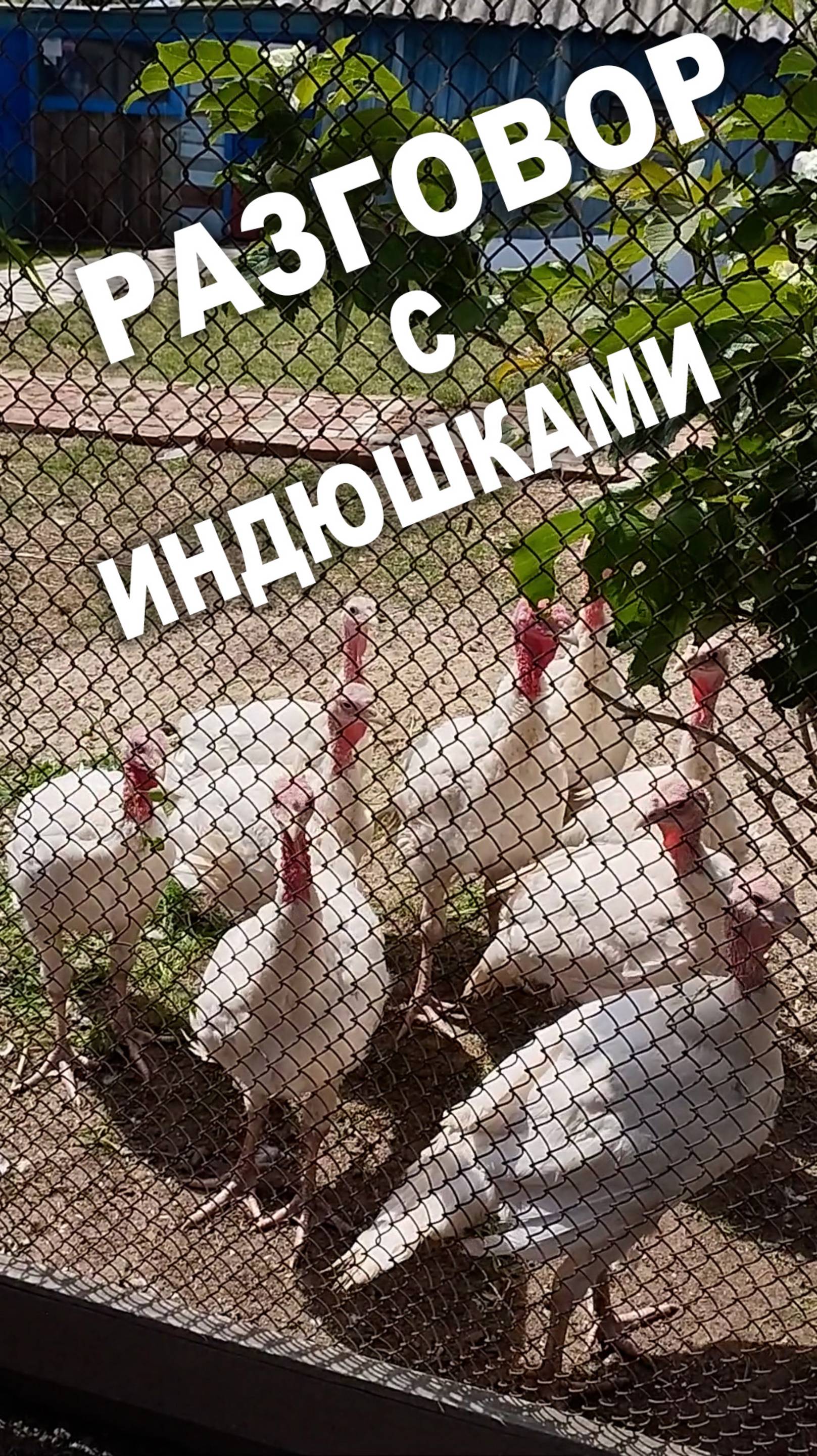 Разговор с индюшками