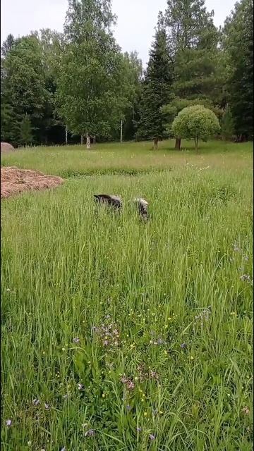 Супер Марио. Бим, Боб и Кузьма ловят мышей 04-09-2025