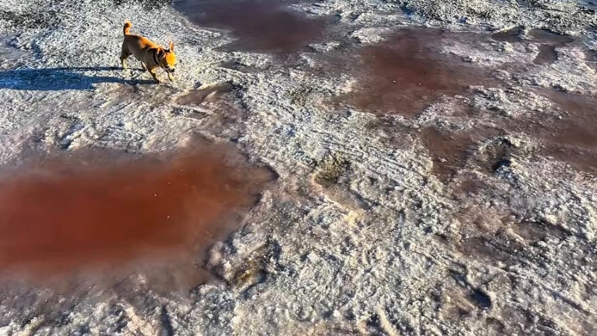 Розовое озеро Сасык- Сиваш в Крыму. В конце августа было высохшее.