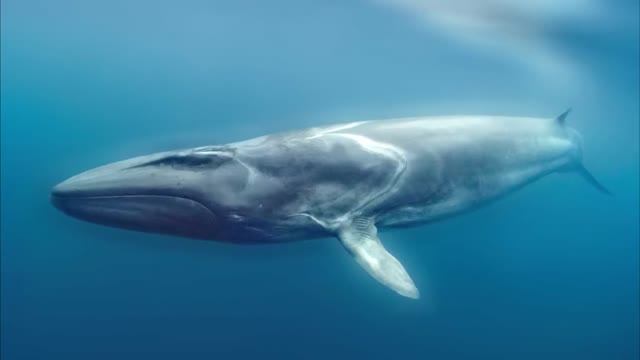 С какой скоростью способен двигаться кит Сейвал (Sei whale) — Balaenoptera borealis Lesson, 1828 ?