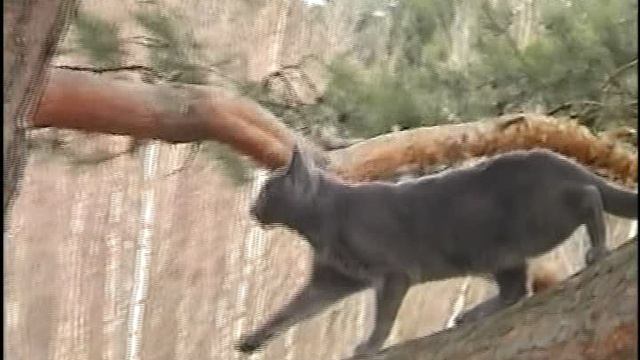 Кот ВАська на дереве. Лес Телеши.