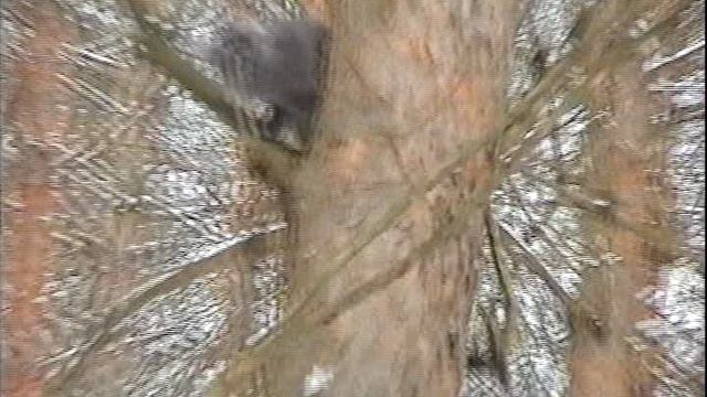 Кот Васька в лесу Телеши.