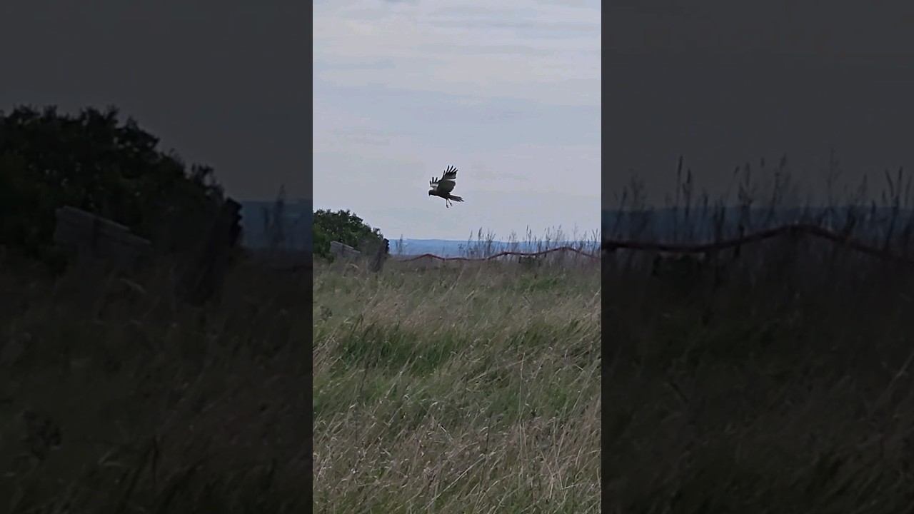 Орел охотится