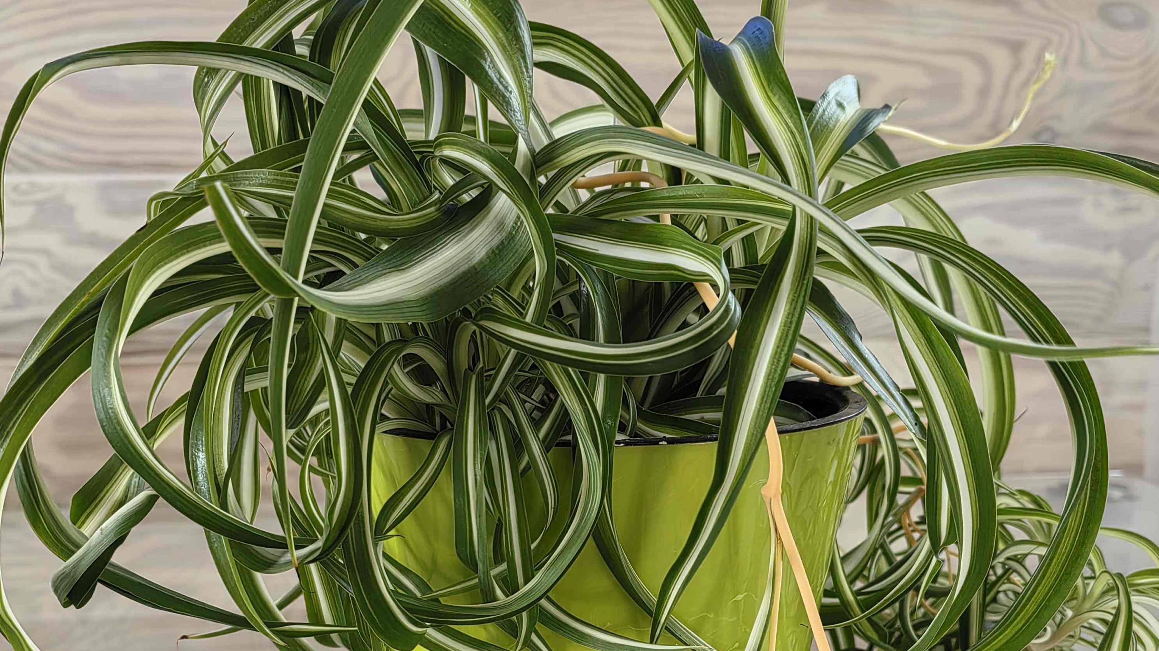 Хлорофитум Бонни